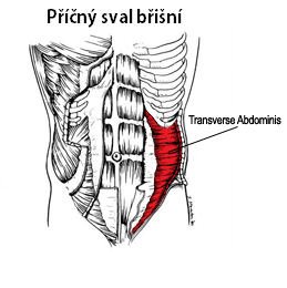 Břišní svalstvo :: Inner Sanctuary